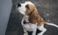 USDA and HHS Secretaries Announce New NIH Office to Address Animal ...